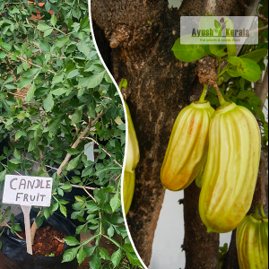 Buy Mundu Fruit (Garcinia Dulcis) Fruit Plant | Kerala Nursery