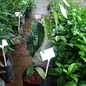 Buy Olosapo (Couepia Polyandra) Fruit Plant | Kerala Nursery
