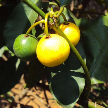 Buy Baraba Fruit (Cherry Mangosteen) Fruit Plant | Kerala Nursery