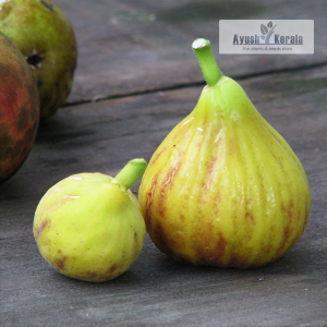 Buy Israel Fig (Athi Pazham) Fruit Plant | Kerala Nursery
