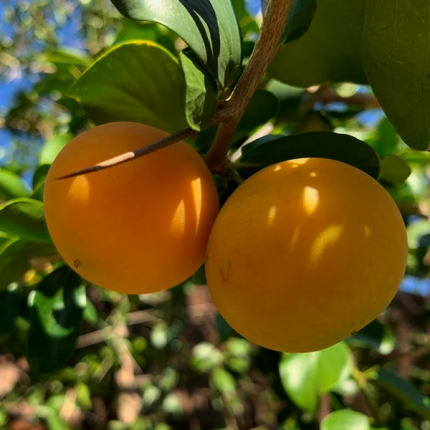 Buy Kei Apple (Dovyalis Caffra) Fruit Plant | Kerala Nursery