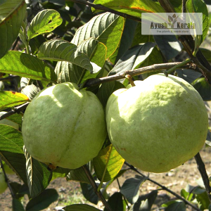Buy Kilo Guava (Perakka) Fruit Plant Online | Kerala Nursery