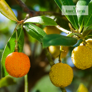 Buy Madrono (Garcinia Madruno) Fruit Plant Online | Kerala Nursery