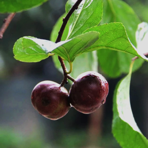 Buy Manila Tennis Ball Cherry Fruit Plant | Kerala Nursery