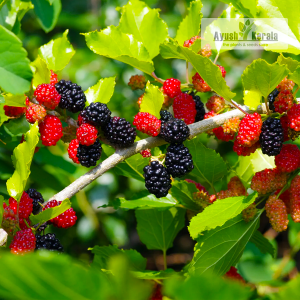 Buy Mulberry (Morus Alba) Fruit Plant Online | Kerala Nursery