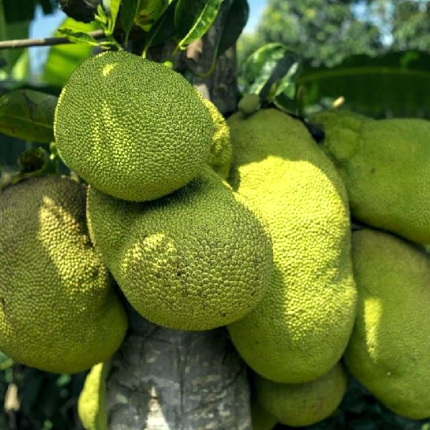 Buy Singapore Honey (Exotic) Jackfruit Plant | Kerala Nursery
