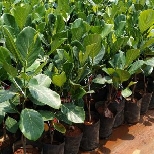 Buy Sidhu Jackfruit (Siddha Jack) Fruit Plant Online | Kerala Nursery