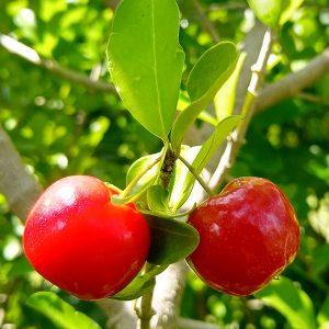 Buy West Indian Cherry (Acerola) Fruit Plant Online | Kerala Nursery