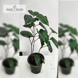 Kerala Nursery | Online Plant Nursery | Indoor Plants, Exotic Fruit ...