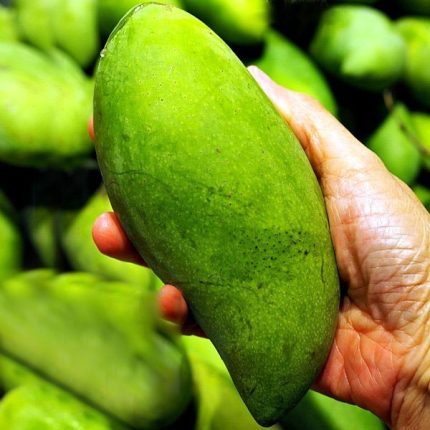 Buy Koew Sam Rod Thailand Mango Fruit Plant | Kerala Nursery