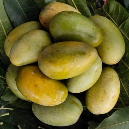 Buy Amrapali Mango Fruit Plant | Kerala Nursery