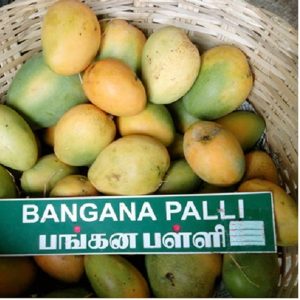 Buy Banganapalli Mango Fruit Plant | Kerala Nursery