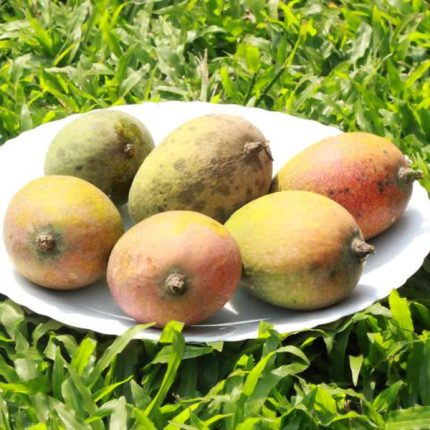 Buy Kotturkonam Mango (Kerala Variety) Fruit Plant | Kerala Nursery
