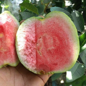 Buy Red Seedless Guava Fruit Plant | Kerala Nursery