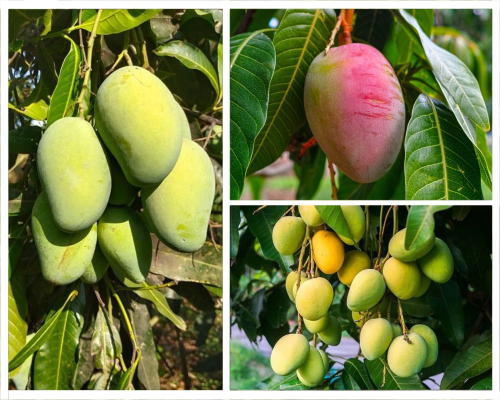 Shop Fruit Plants [Indian] Online | Pan India Delivery | Kerala Nursery