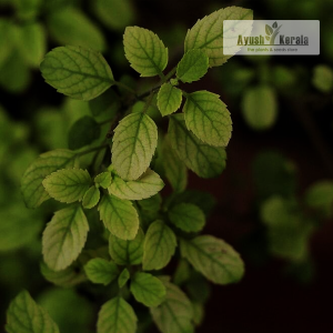 Buy Rama Tulasi Divine Plant Online | Kerala Nursery