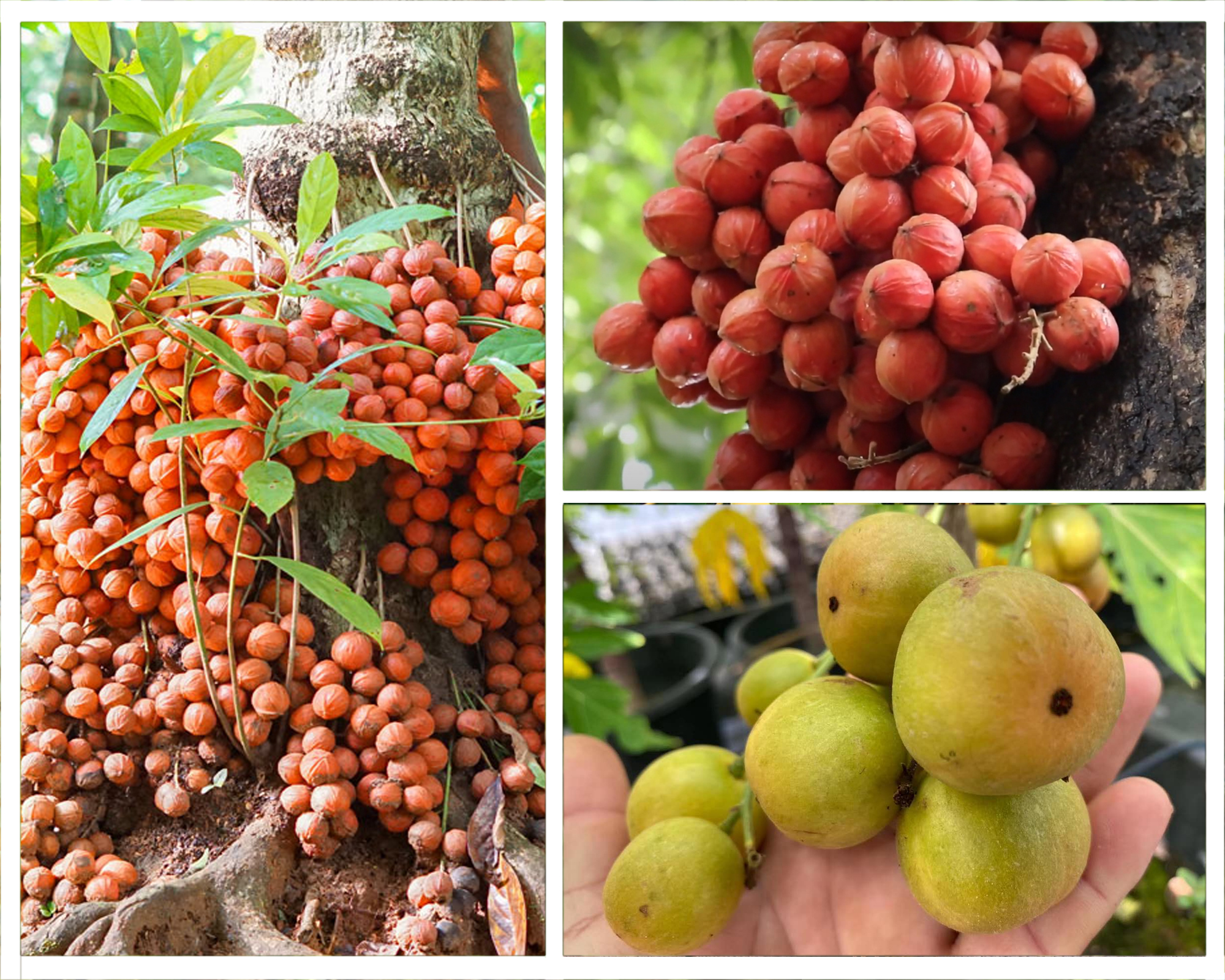 Shop Fruit Plants [Indian] Online | Pan India Delivery | Kerala Nursery