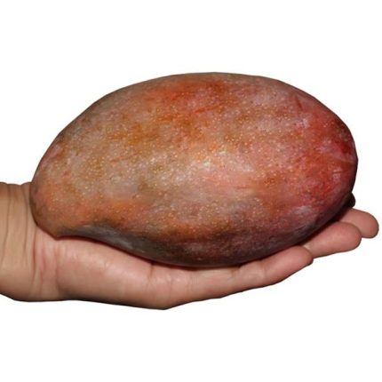 Buy American Red Palmar Mango Fruit Plant | Kerala Nursery